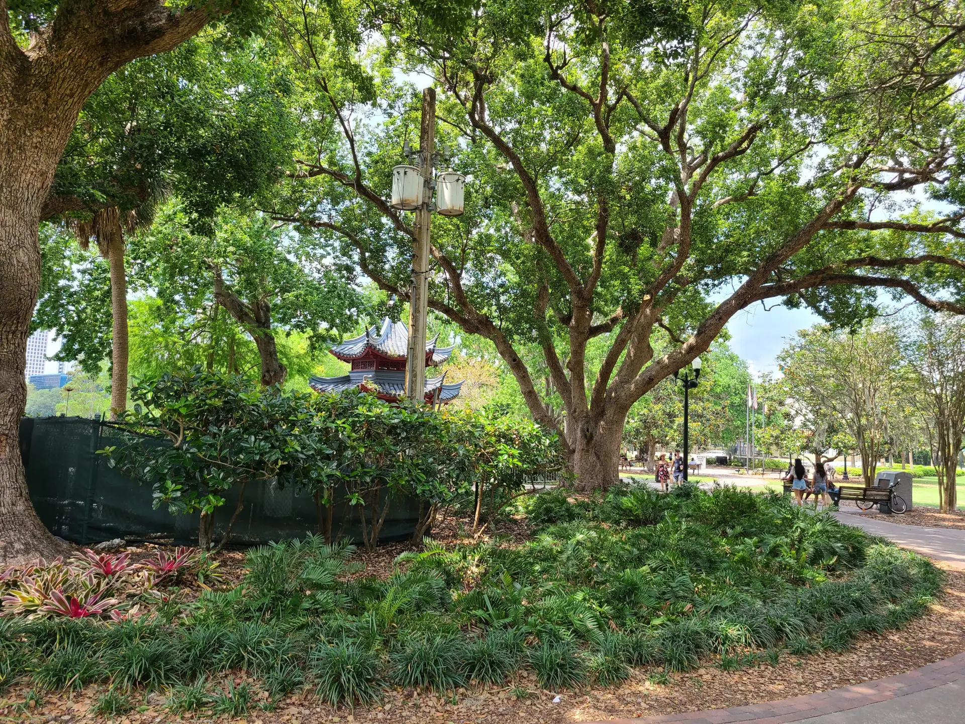 Expert Tree Trimming in Orlando | Professional Tree Service